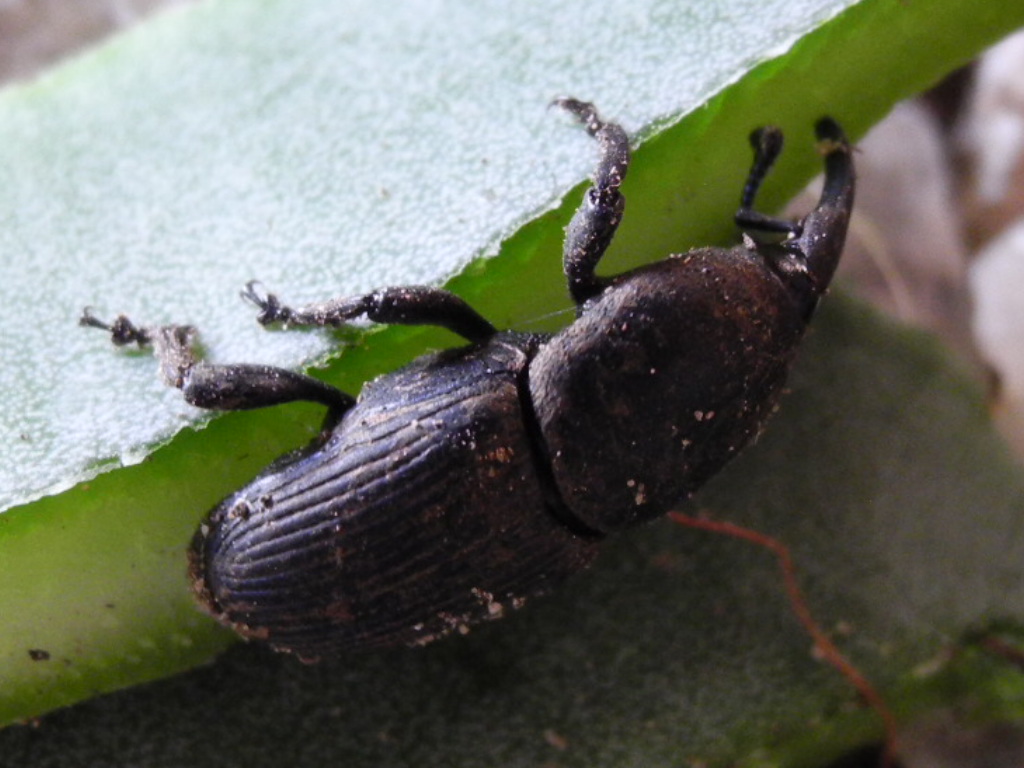 1 picudo negro sobre pita - EL PICUDO NEGRO