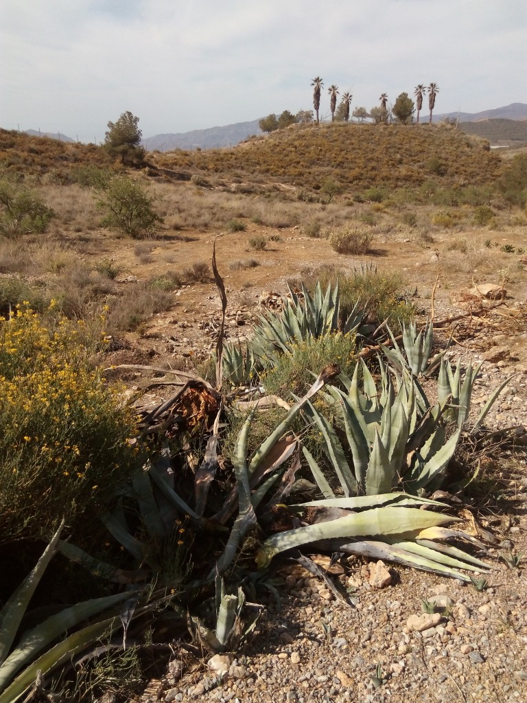 castala - EL PICUDO NEGRO